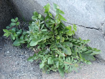 舗装された道路のヒビに入り込め - saitodev.co