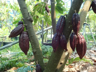 OKINAWA CACAO - saitodev.co