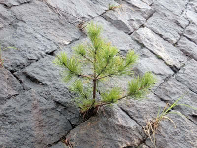 石垣にマツ - saitodev.co