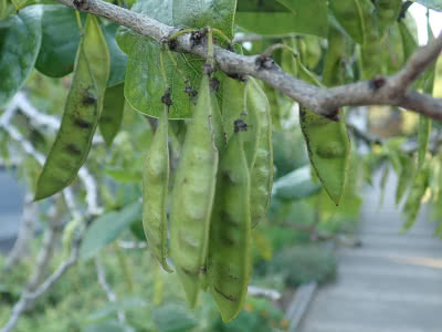 マメ科らしき実を付けた木 - saitodev.co