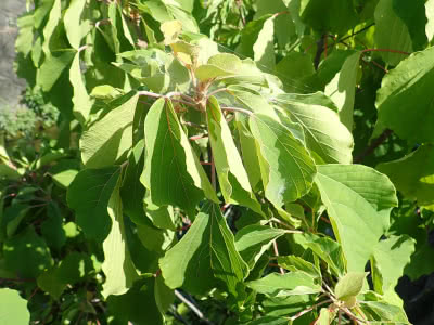 頑張れアカメガシワ - saitodev.co