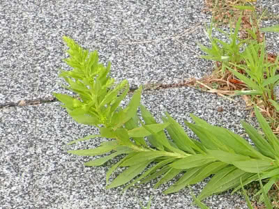 台風一過後の草たち - saitodev.co