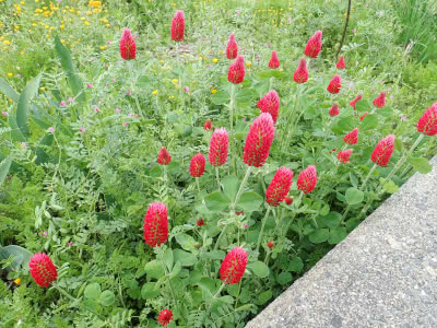 クリムソンクローバのクリムソンはどんな意味？ - saitodev.co